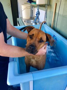 Pet Grooming & Hydrobath - Coltrandi